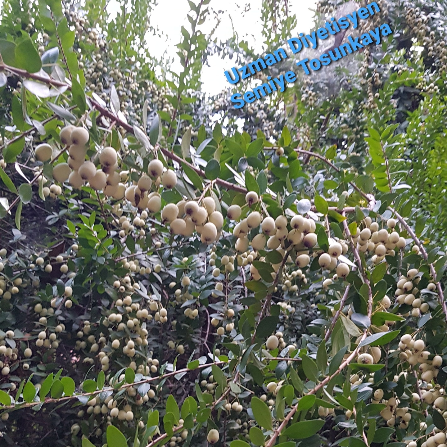 Mersin Bitkisi | Uzman Diyetisyen Semiye Tosunkaya - ESAS Beslenme & Diyet