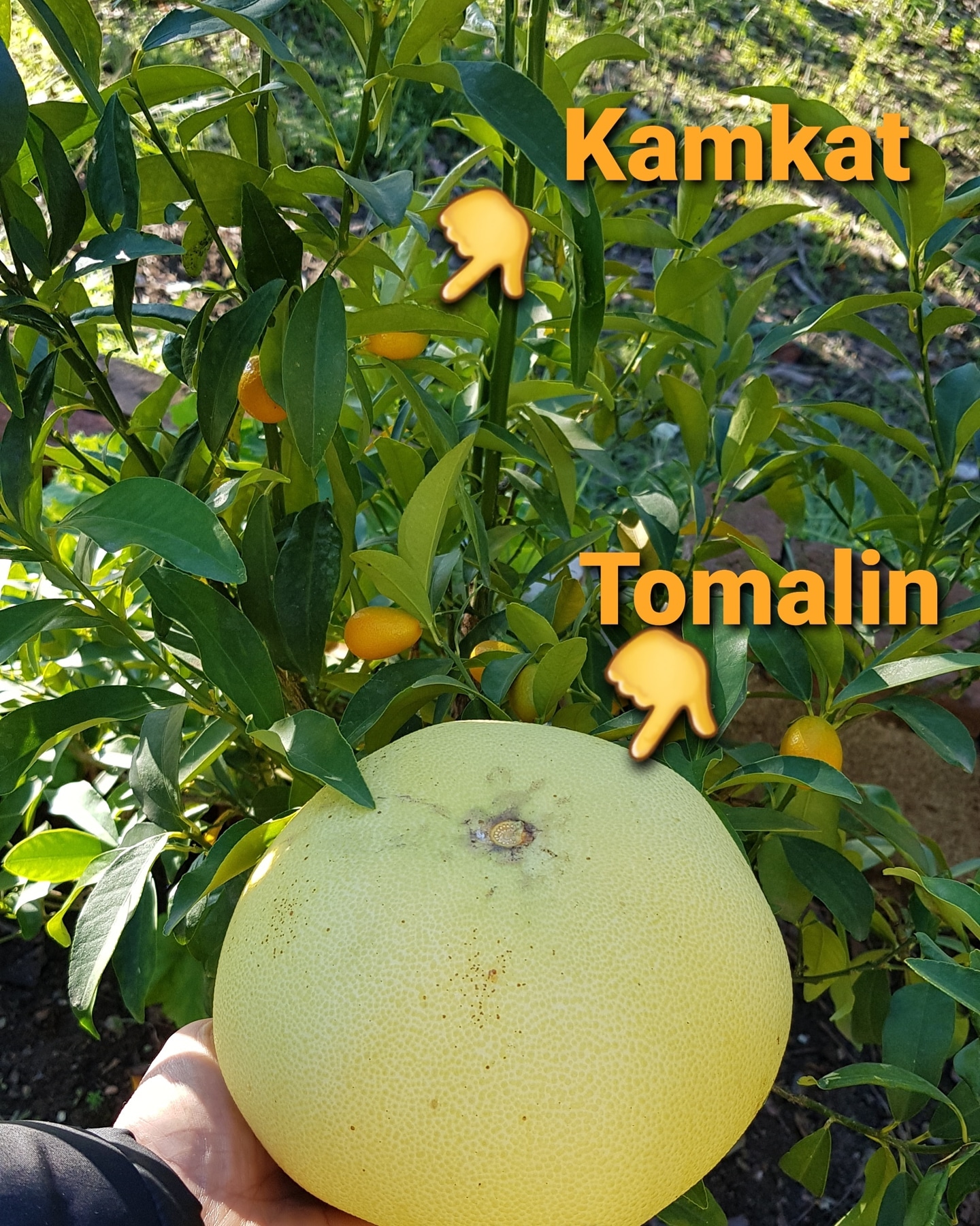 Kamkat ve Tomalin | Uzman Diyetisyen Semiye Tosunkaya - ESAS Beslenme ...
